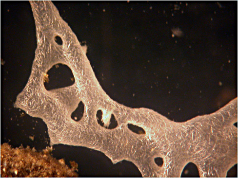 sponge diagrams and photos
