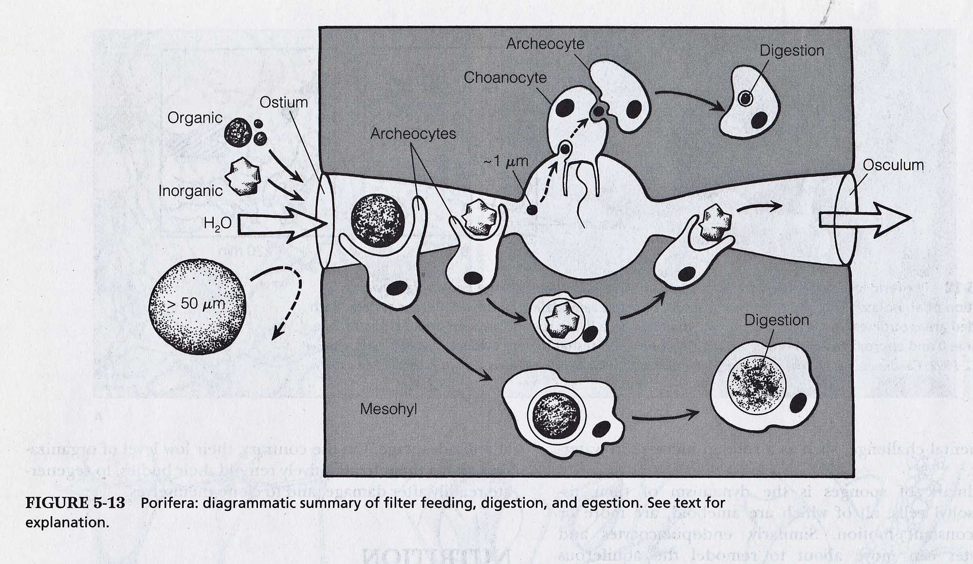 sponge diagrams and photos