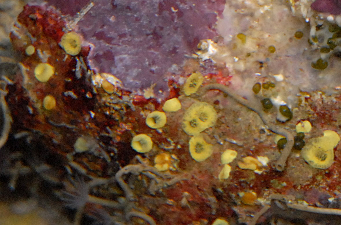 sponge diagrams and photos